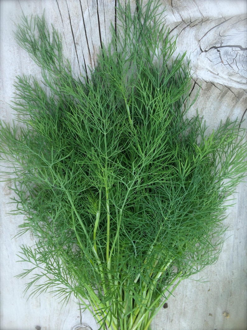 Organic Bouquet Dill Prolific Heirloom Edible Culinary Herb Homemade ...