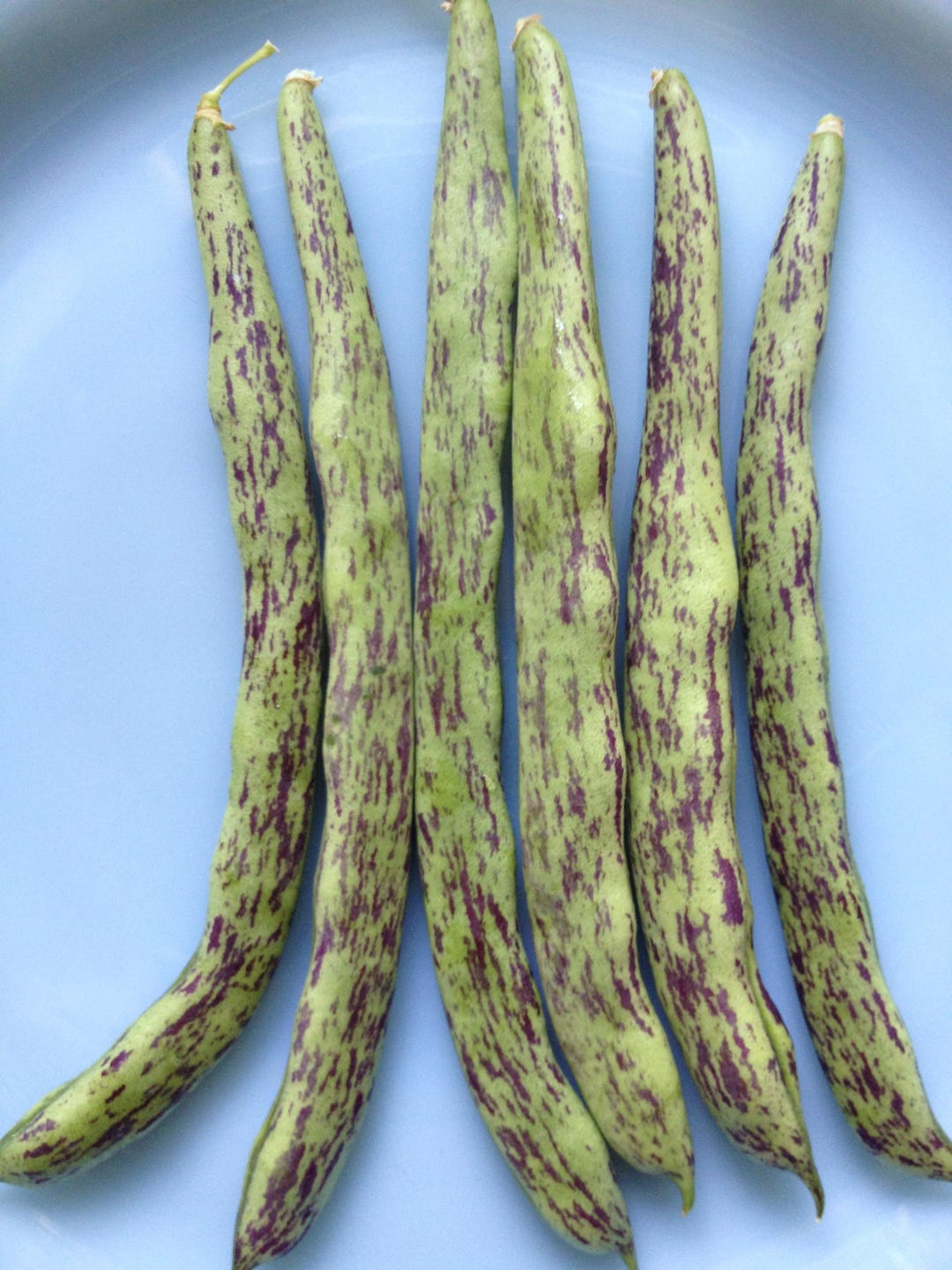 Organic Rattlesnake Pole Beans Best Tasting Juicy Vigorous Huge Pods ...