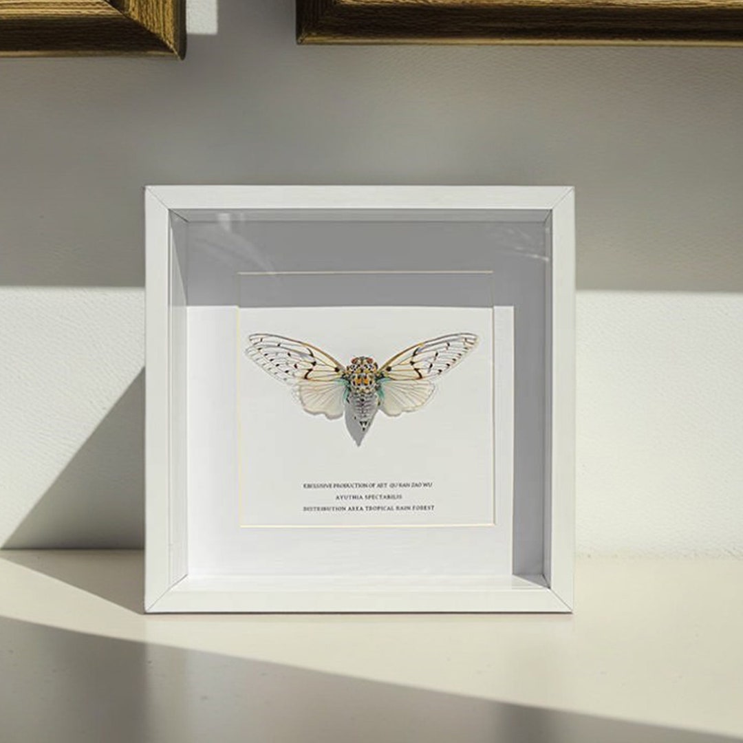 Framed Ghost Cicada Specimen - Etsy