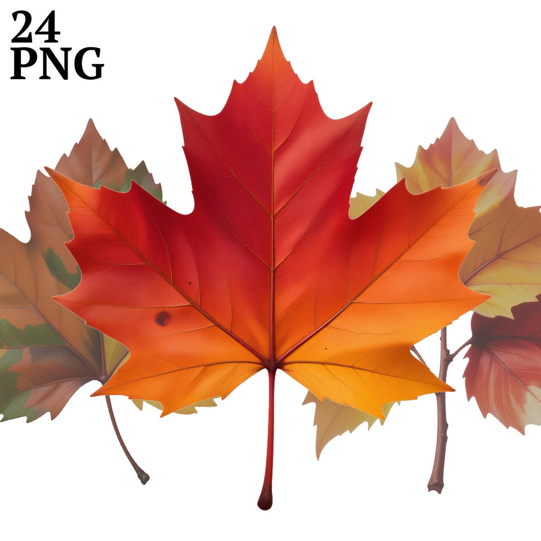 24 Autumn Leaves Clipart, Realistic Fall Maple Leaves Clip Art PNG ...
