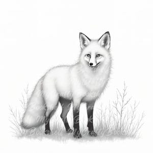 Fox Line Art Clipart: Black & White Watercolor (digital Download) - Etsy