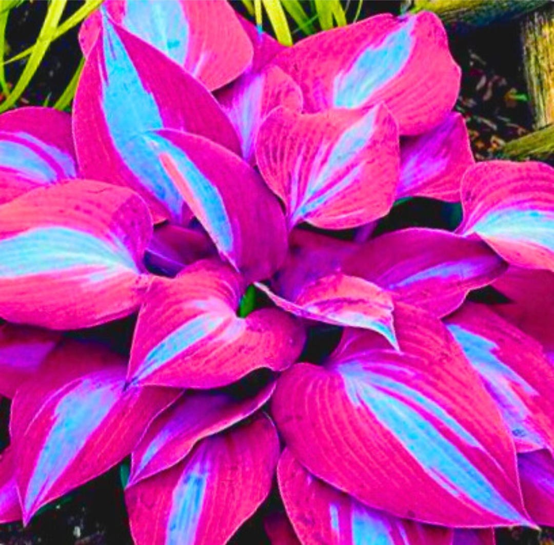 150 Purple Blue Hosta Flower Seeds Garden Perennials Ornamental Lily ...