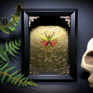 Taxidermy Grasshopper Shadowbox - GOLD - Mounted Insect - Gothic Home ...