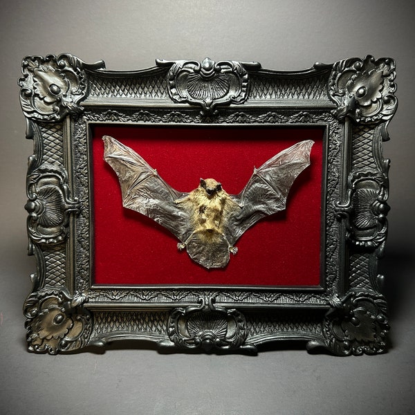 Taxidermy Bat - Etsy