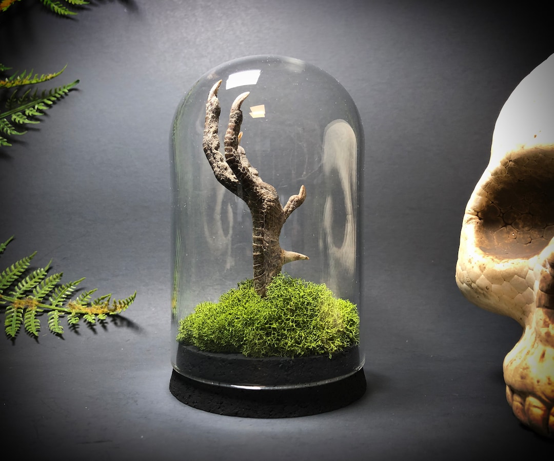 Pheasant Claw Dome Display // Gothic Home Decor // Oddities and ...