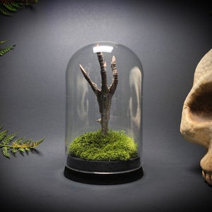 Pheasant Claw Dome Display // Gothic Home Decor // Oddities and ...