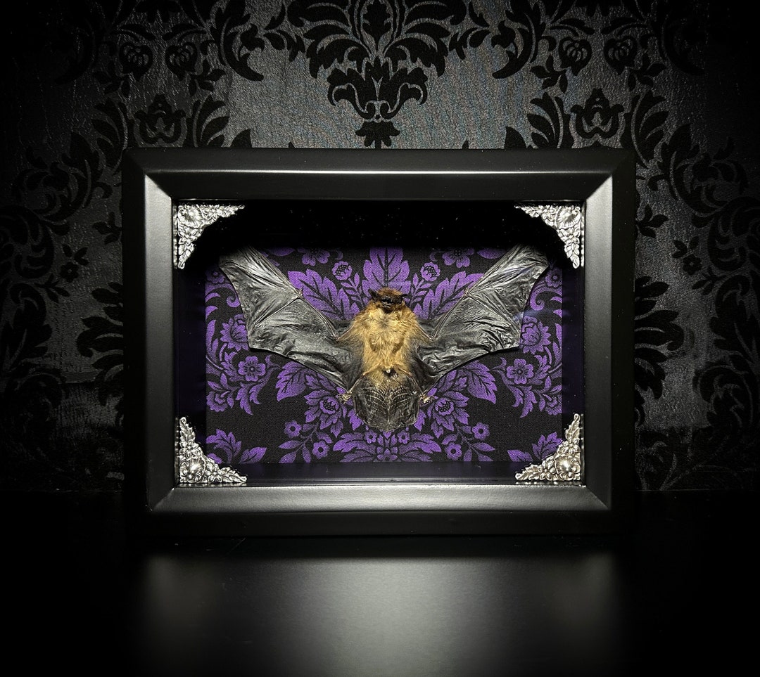 Purple & Black Damask Taxidermy Bat Shadowbox With Bamboo Bat Gothic ...