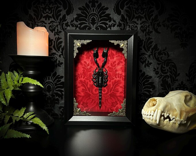 Taxidermy Scorpion Shadowbox on Bright Red Damask - Gothic Gift ...