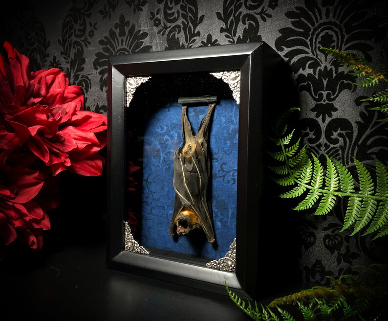 Blue Taxidermy Bat Shadowbox Real Bat Gothic Gift Bat - Etsy