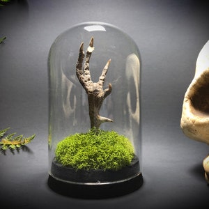 Pheasant Claw Dome Display // Gothic Home Decor // Oddities and ...