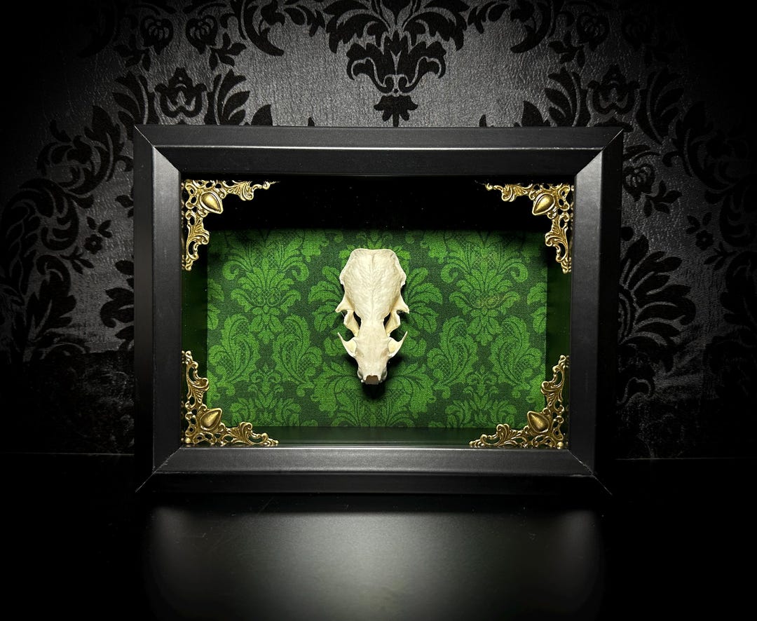 Taxidermy Mink Skull Shadowbox With Green Damask - Animal Skull ...