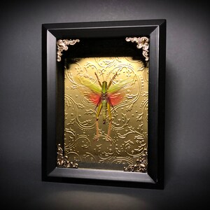 Taxidermy Grasshopper Shadowbox - GOLD - Mounted Insect - Gothic Home ...
