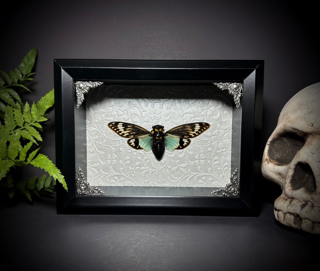 Blue Winged Cicada Taxidermy Shadowbox on Pearl Backing - Mounted ...