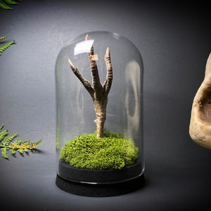 Pheasant Claw Dome Display // Gothic Home Decor // Oddities and ...