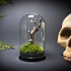 Pheasant Claw Dome Display // Gothic Home Decor // Oddities and ...