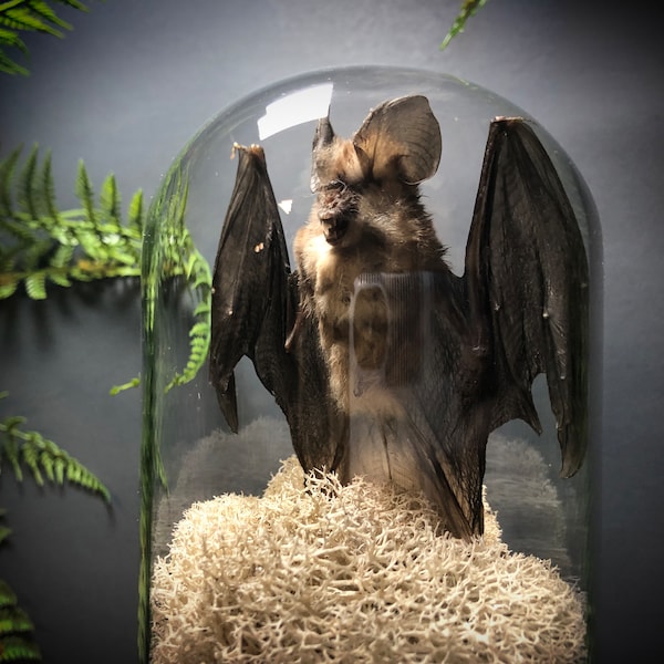 Taxidermy Real Bats - Etsy