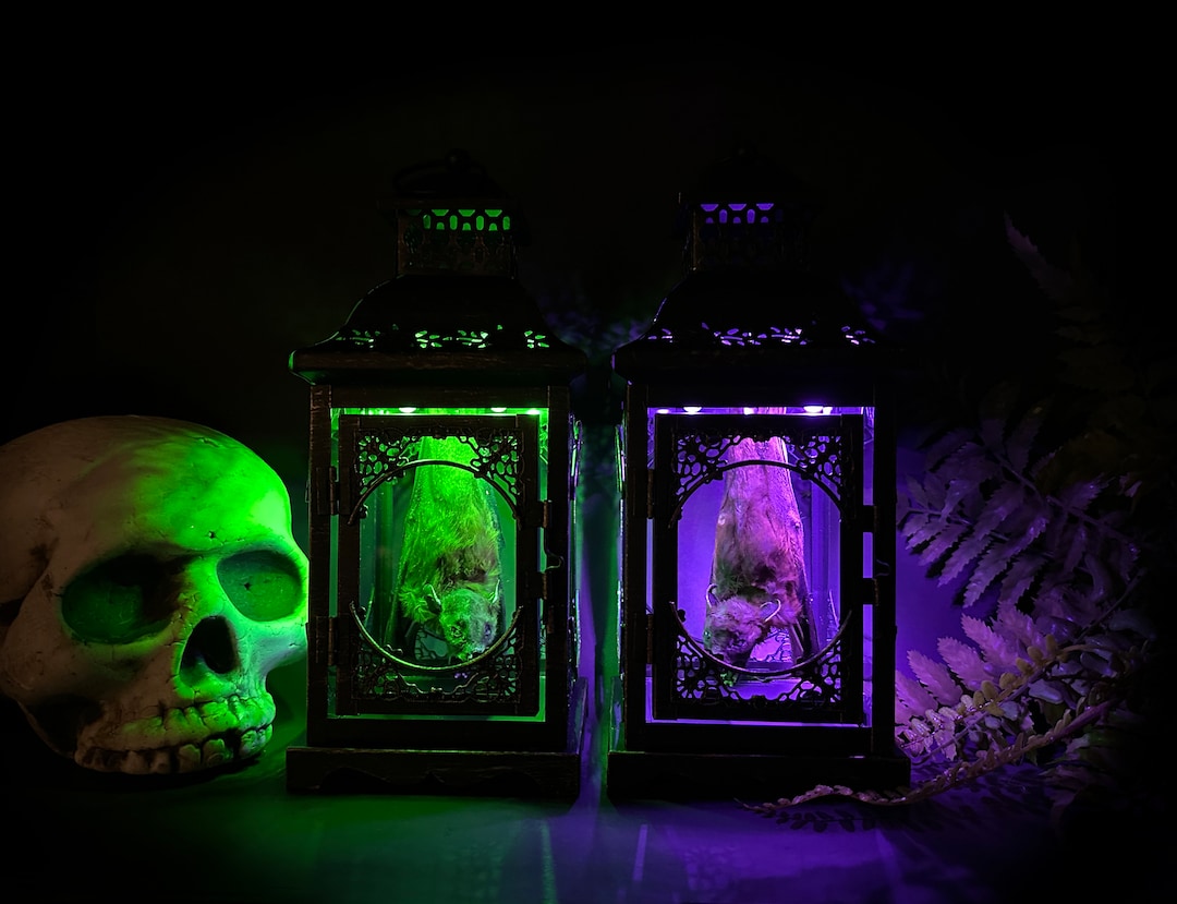 Light up Taxidermy Bat Lantern Back Hanging Position // Real Bat ...