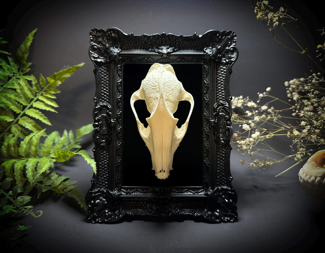Taxidermy Raccoon Skull in Black Gothic Frame With Black Background ...