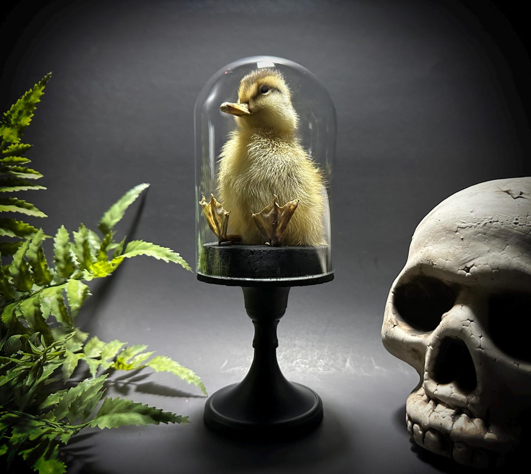 Taxidermy Baby Duck Dome Display // Gothic Home Decor // Oddities and ...