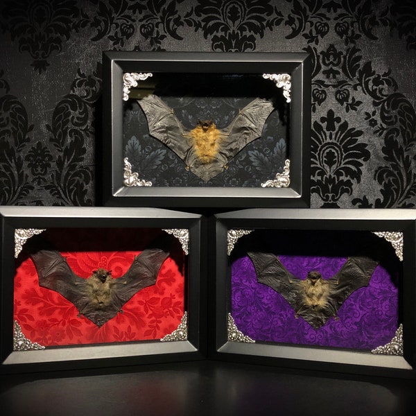 Taxidermy Bat - Etsy