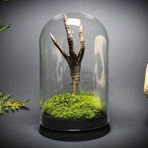 Pheasant Claw Dome Display // Gothic Home Decor // Oddities and ...