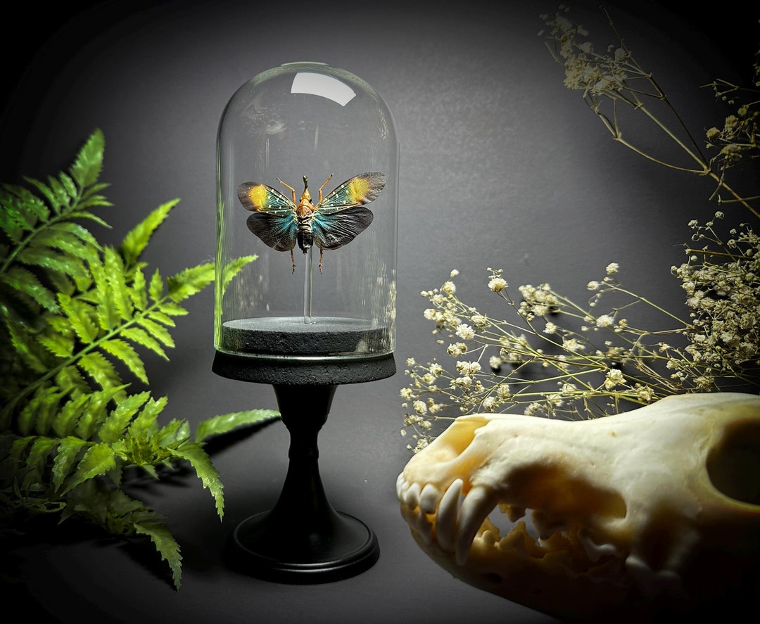 Taxidermy Lantern Fly Dome Display - Insect Display - Gothic Home Decor ...