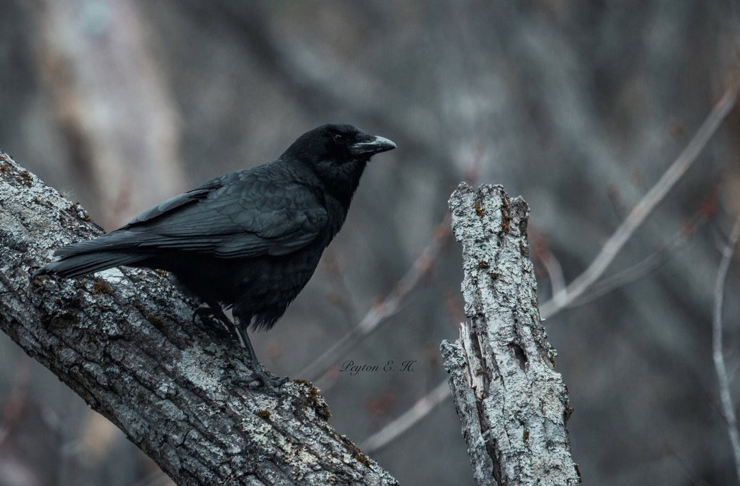Crow in the Smokies | Wildlife Photography | Bird | Corvid | Nature ...