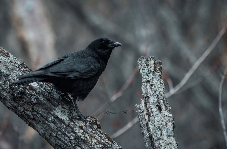 Crow in the Smokies | Wildlife Photography | Bird | Corvid | Nature ...