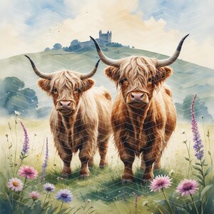 8 Highland Cow Clipart Set JPG Images, Digital Download - Etsy