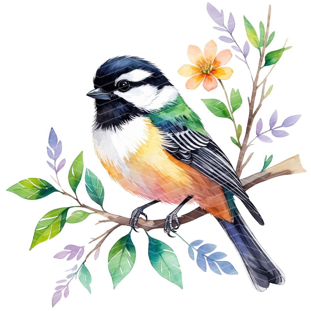 8 Bird Clipart Set JPG & PNG Images, Digital Download - Etsy