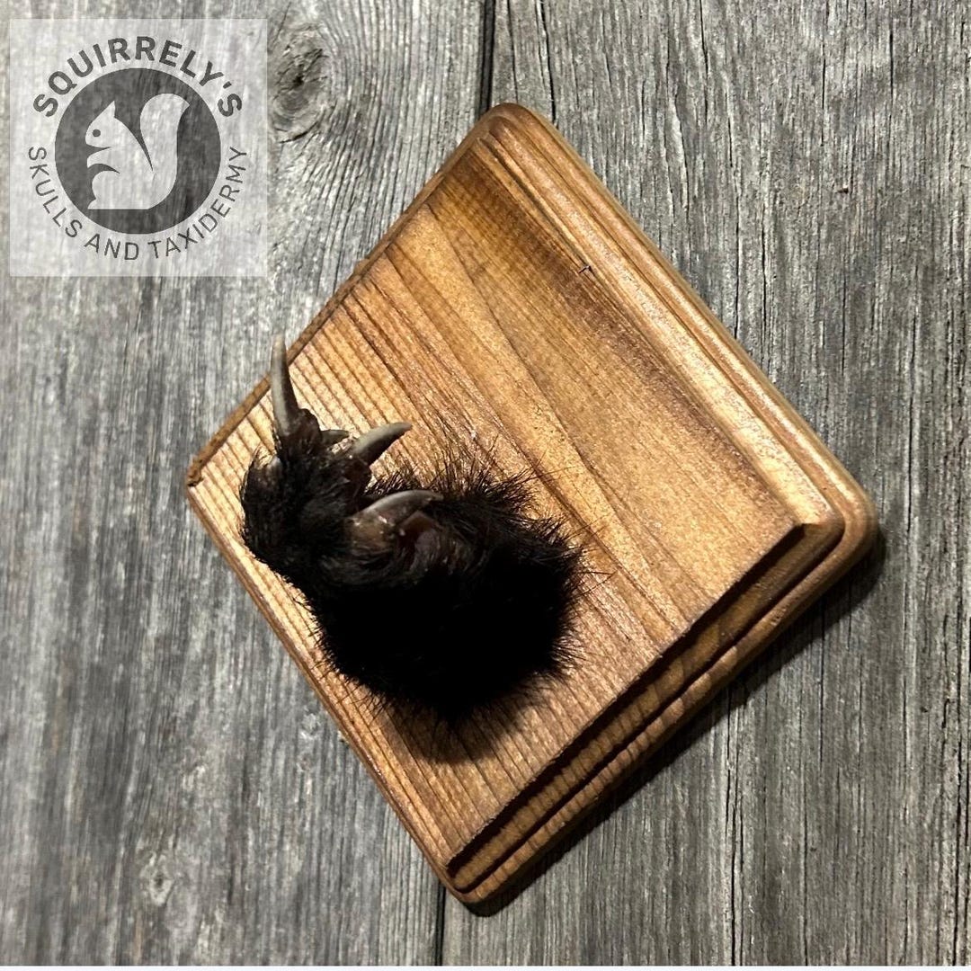 Real Taxidermy Skunk Middle Finger Wall Plaque Home Décor - Etsy Canada
