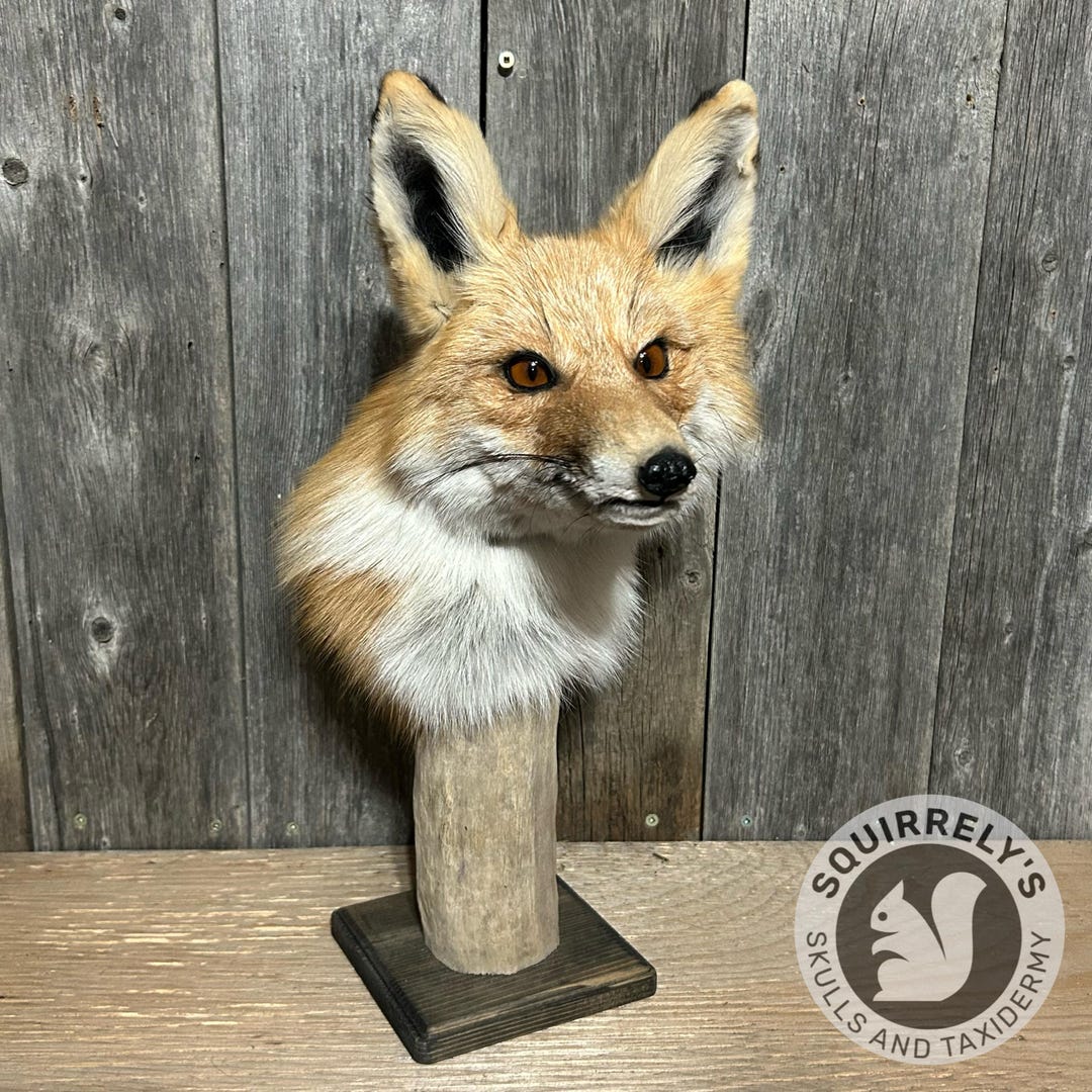 Real Natural Taxidermy Fox Pedestal Mount Home Décor - Etsy