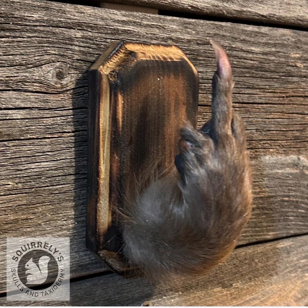 Real Taxidermy Beaver Middle Finger Wall Plaque Home Décor - Etsy