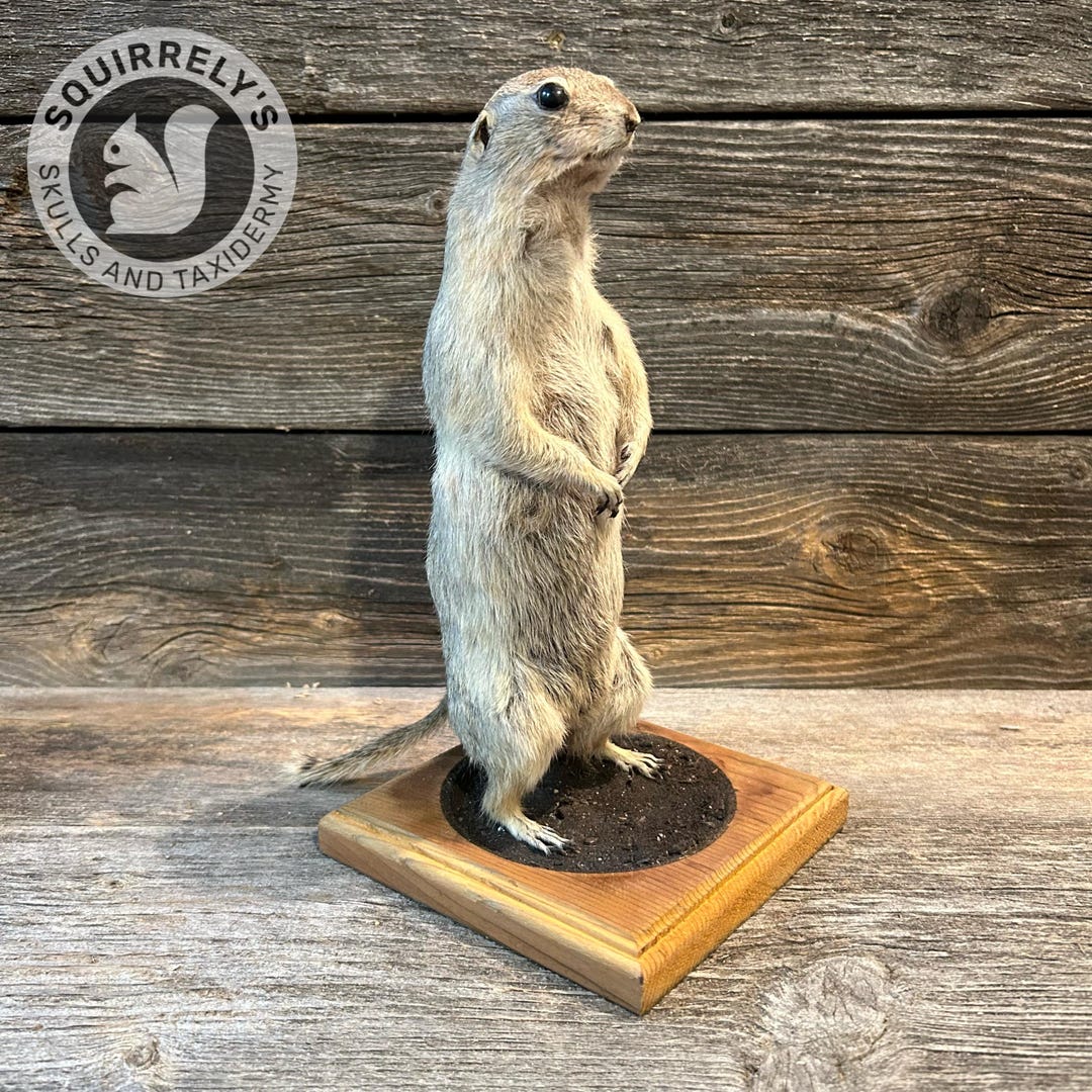 Real Ethically Sourced Taxidermy Gopher Home Décor - Stinky Pete the ...