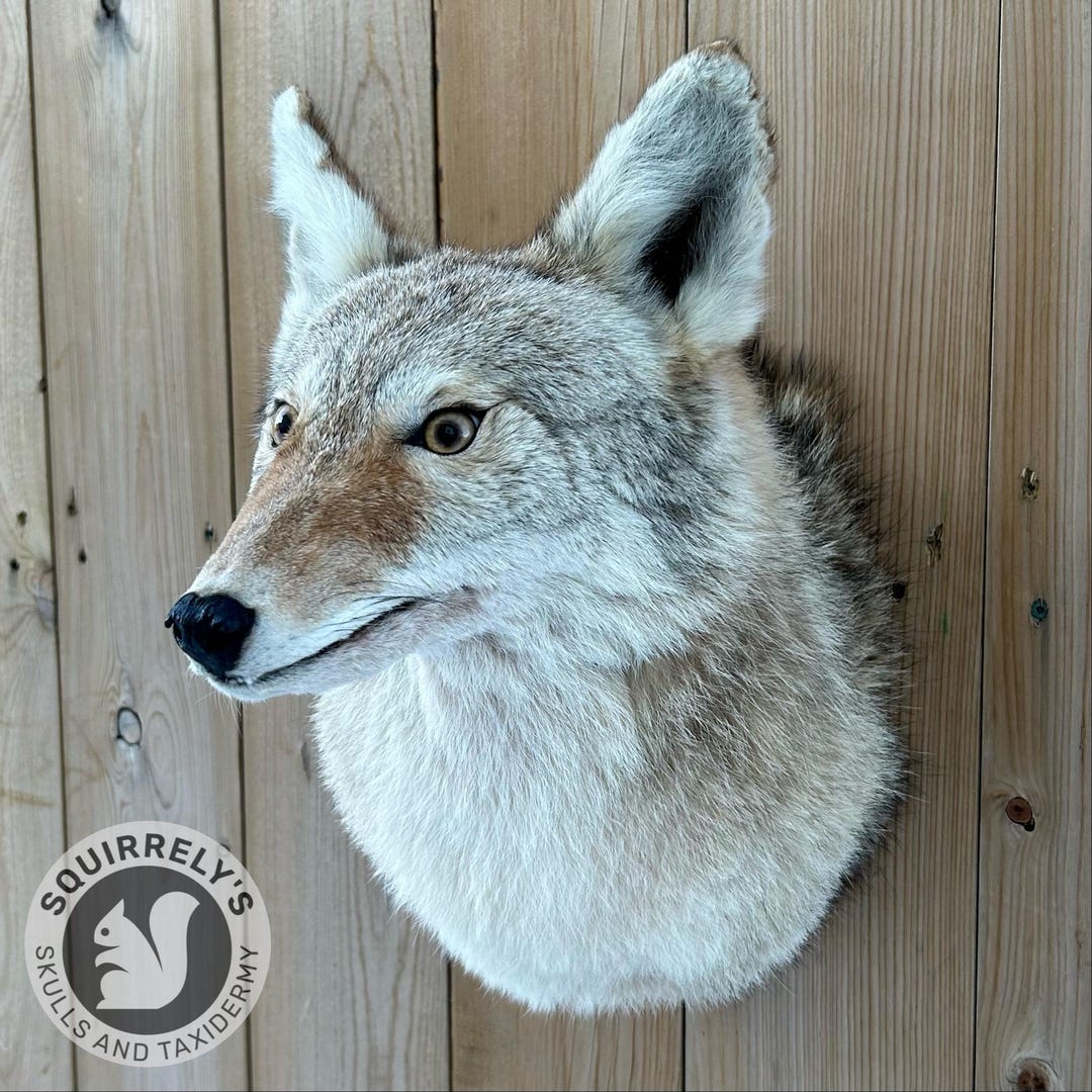 Real Natural Taxidermy Coyote Shoulder Mount Home Décor - Etsy