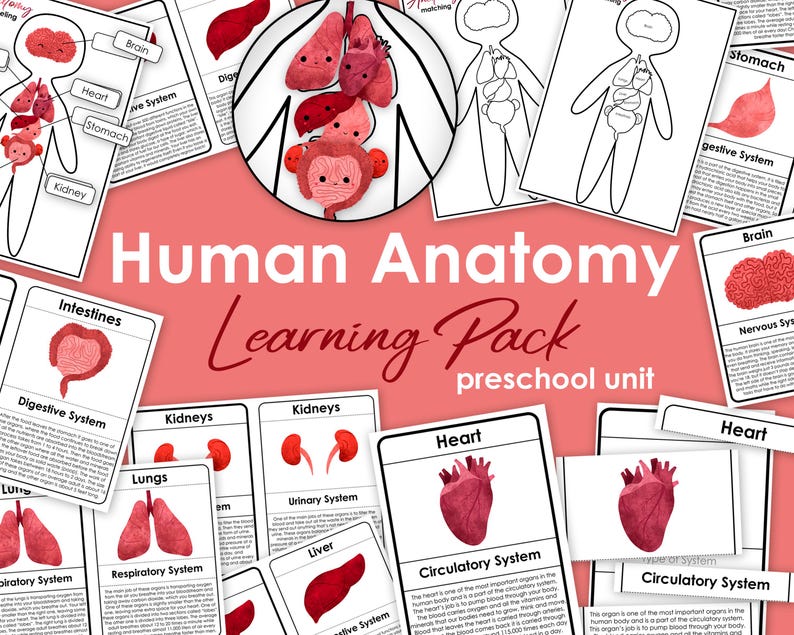 Anatomy Learning Pack | Human Organs Study | Worksheets and Activities ...