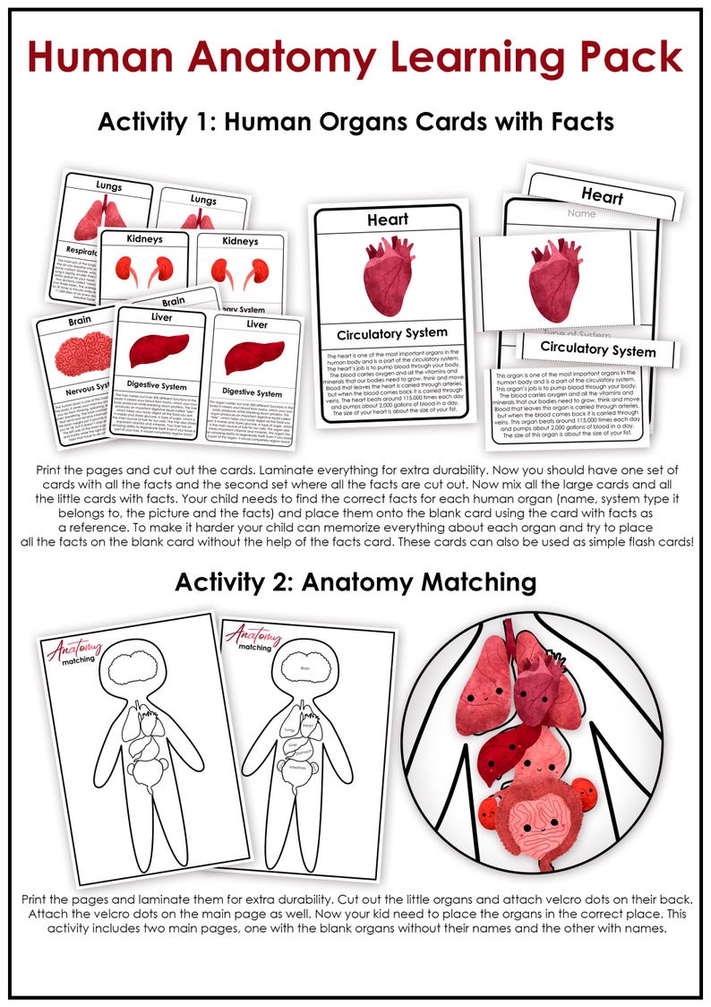Anatomy Learning Pack | Human Organs Study | Worksheets and Activities ...