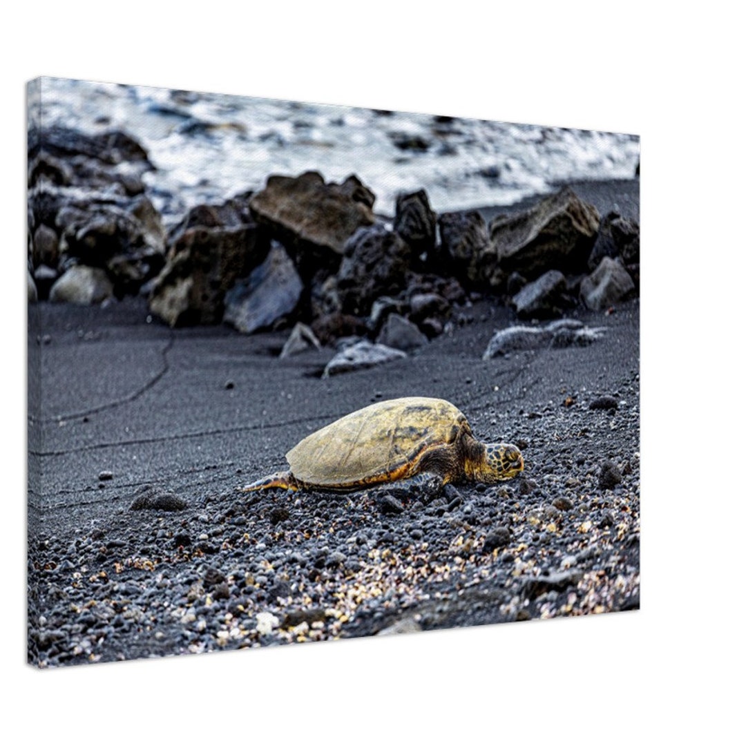 Sea Turtle on A Black Sand Beach With Lava Rock and Ocean in Hawaii ...