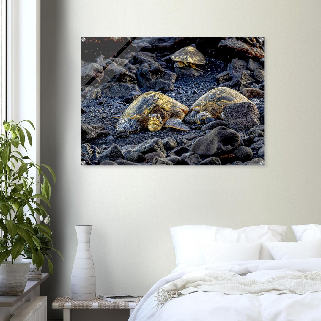 Hawaiian Green Sea Turtles on Lava Rock Black Sand Beach Tropical ...