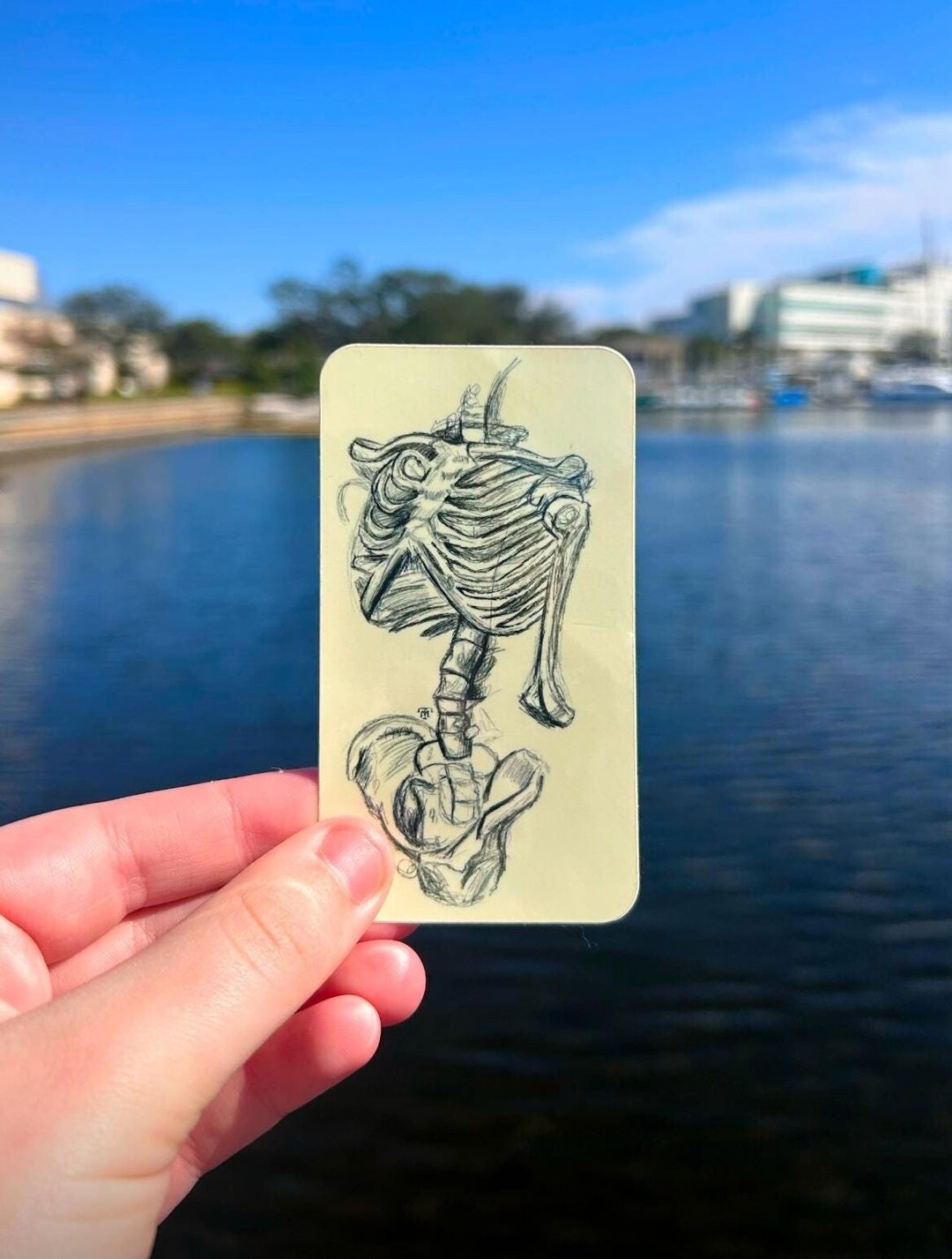 Anatomical Skeleton Sticker: Glossy Waterproof Decal - Etsy