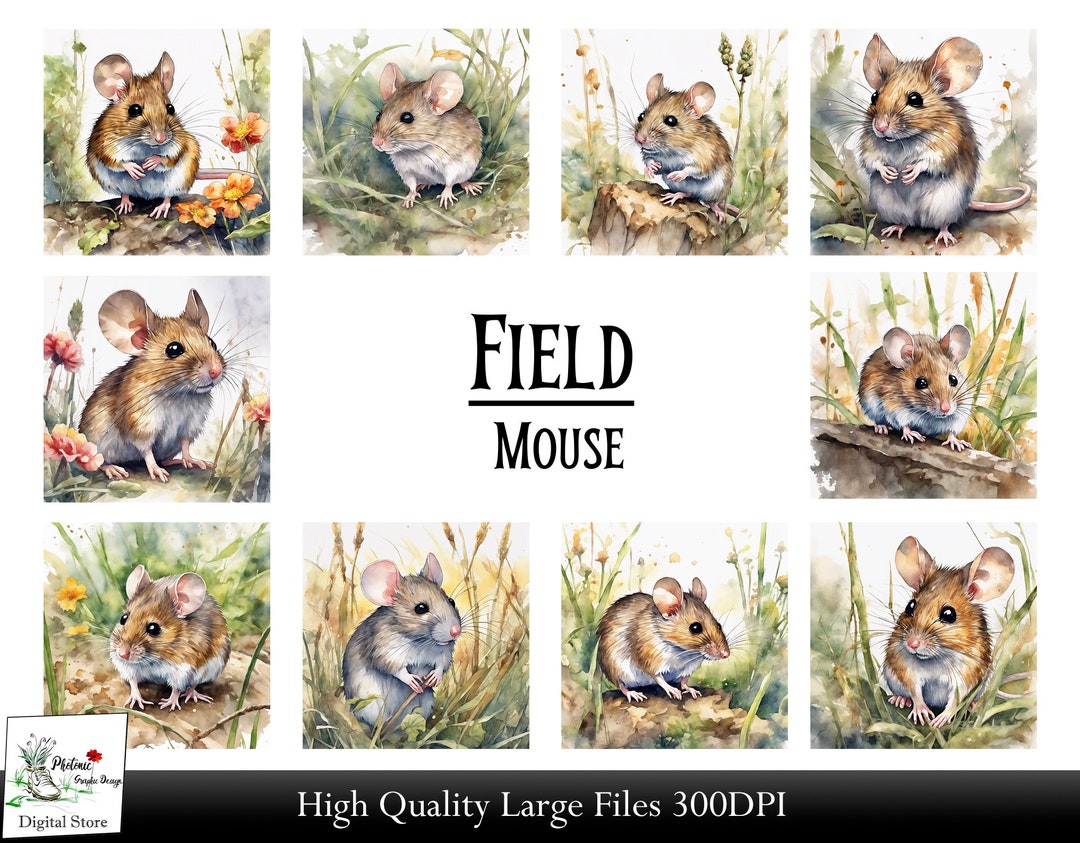 Field Mouse Clipart, 10 PNG Wild Field Mice Watercolour Collections ...