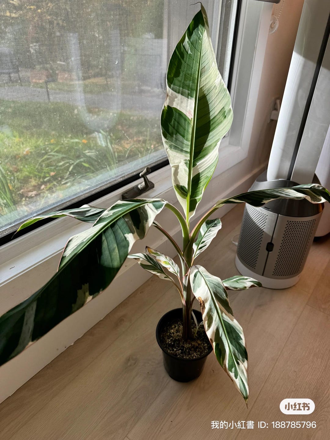 Musa Florida white VARIEGATED BANANA Tree 9 Leaves, 24 Tall - Etsy