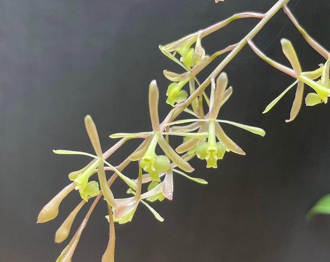 Epidendrum Magnoliae (conopseum) in Spike! Miniature Florida Native ...