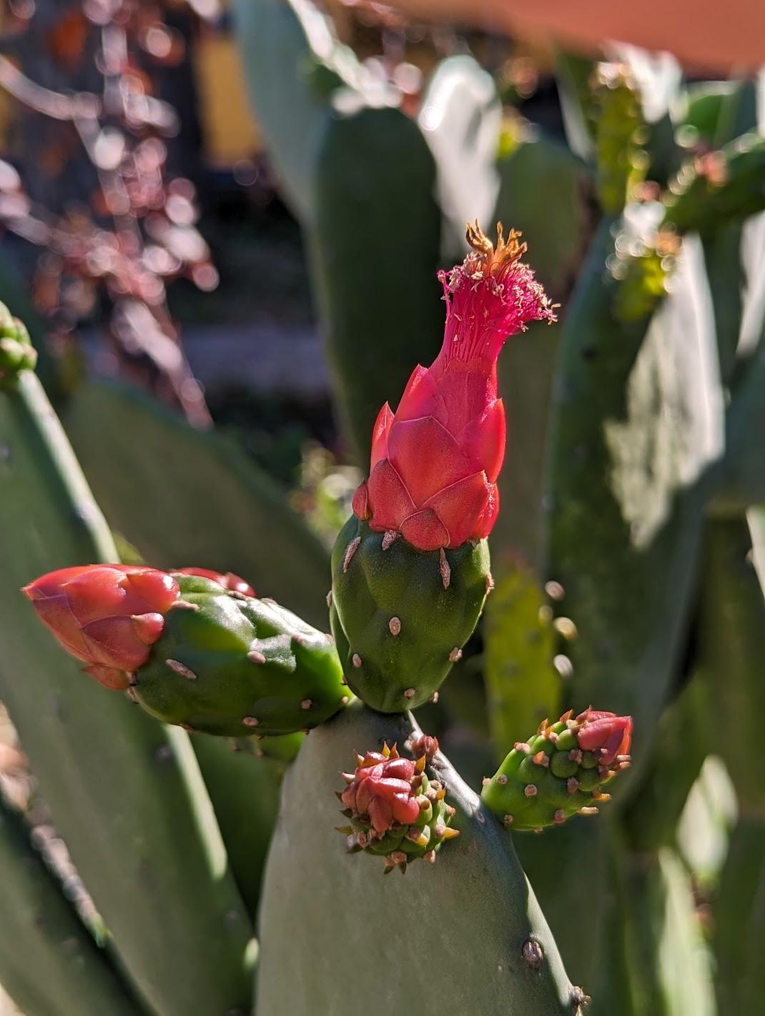 Spineless Prickly Pear Nopales Edible Cactus opuntia Cochenillifera - Etsy