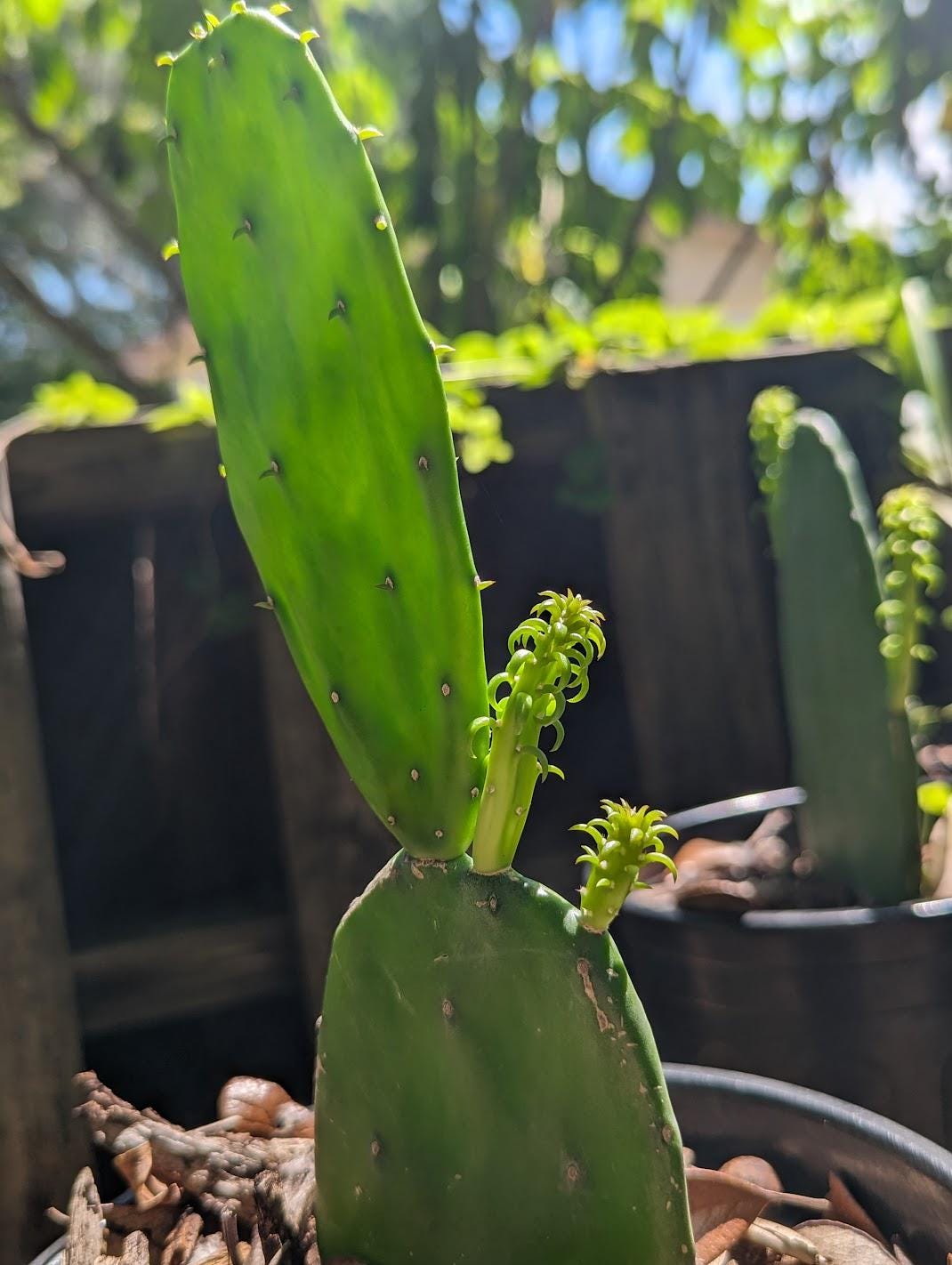 Spineless Prickly Pear Nopales Edible Cactus opuntia Cochenillifera - Etsy