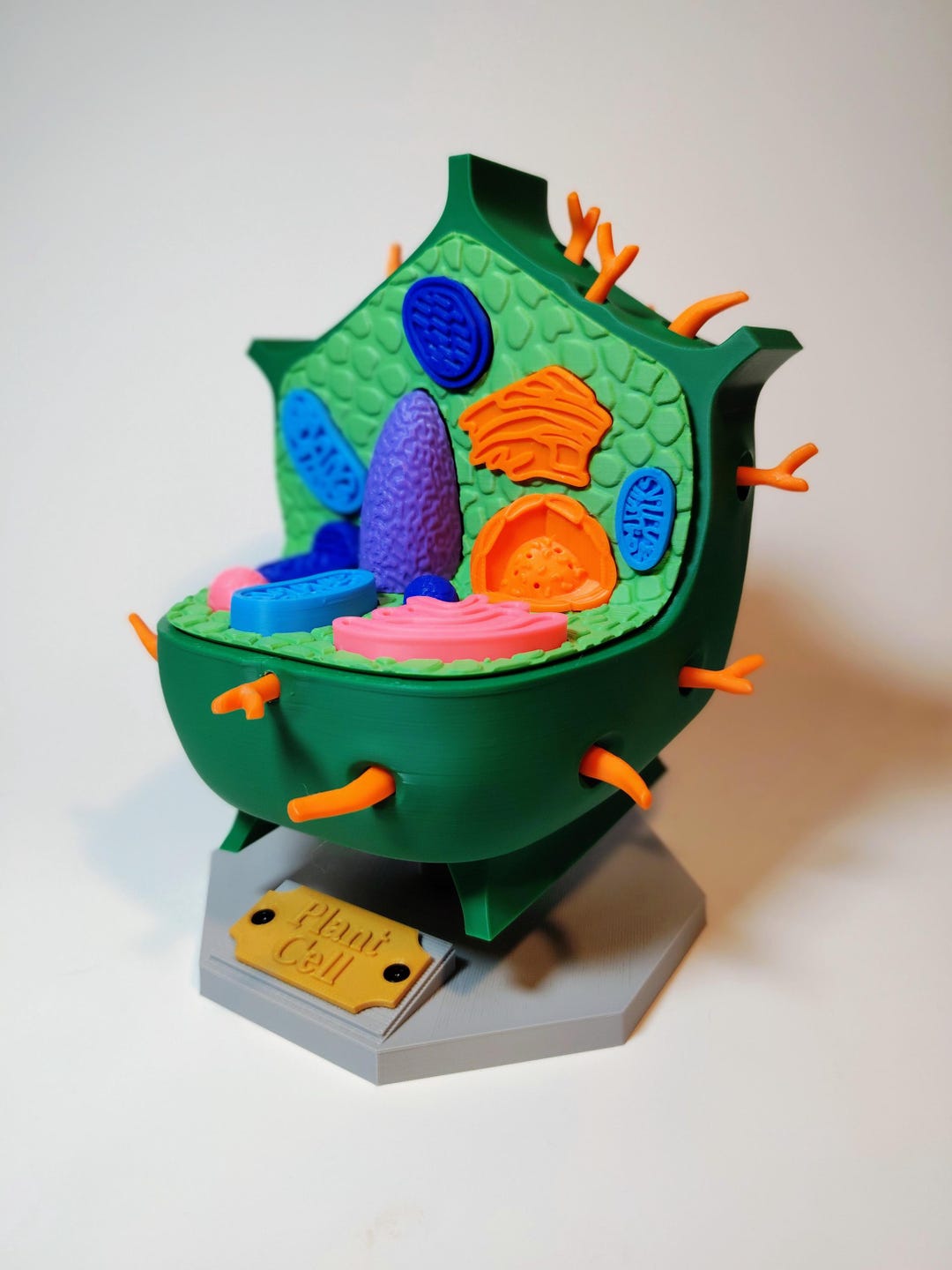 Plant Cell Model - Etsy