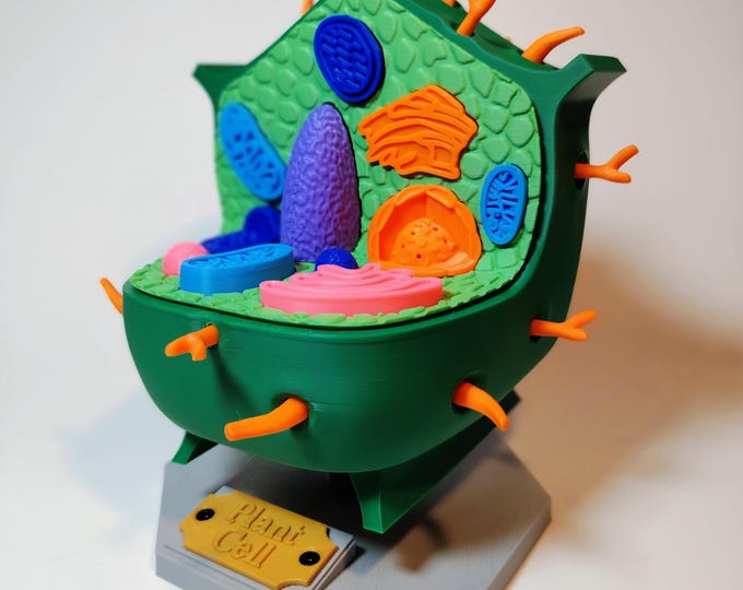 Plant Cell Model - Etsy