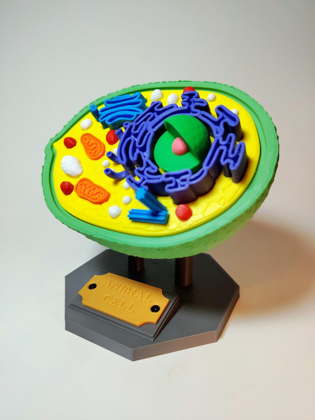 Animal Cell Model - Etsy