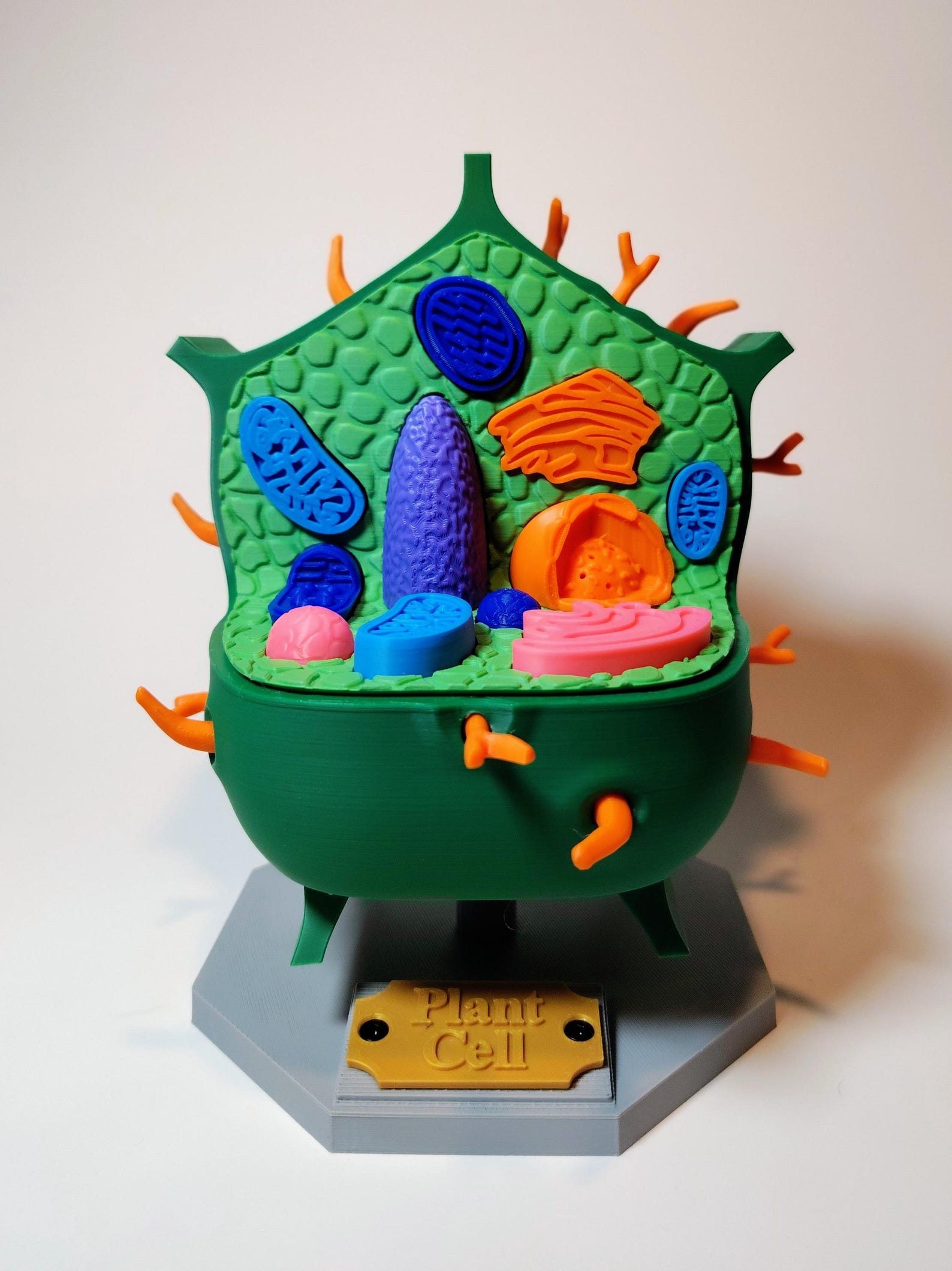 Plant Cell Model - Etsy