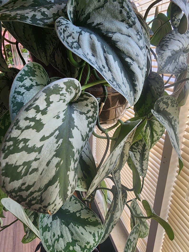 Silver Satin Pothos - Etsy